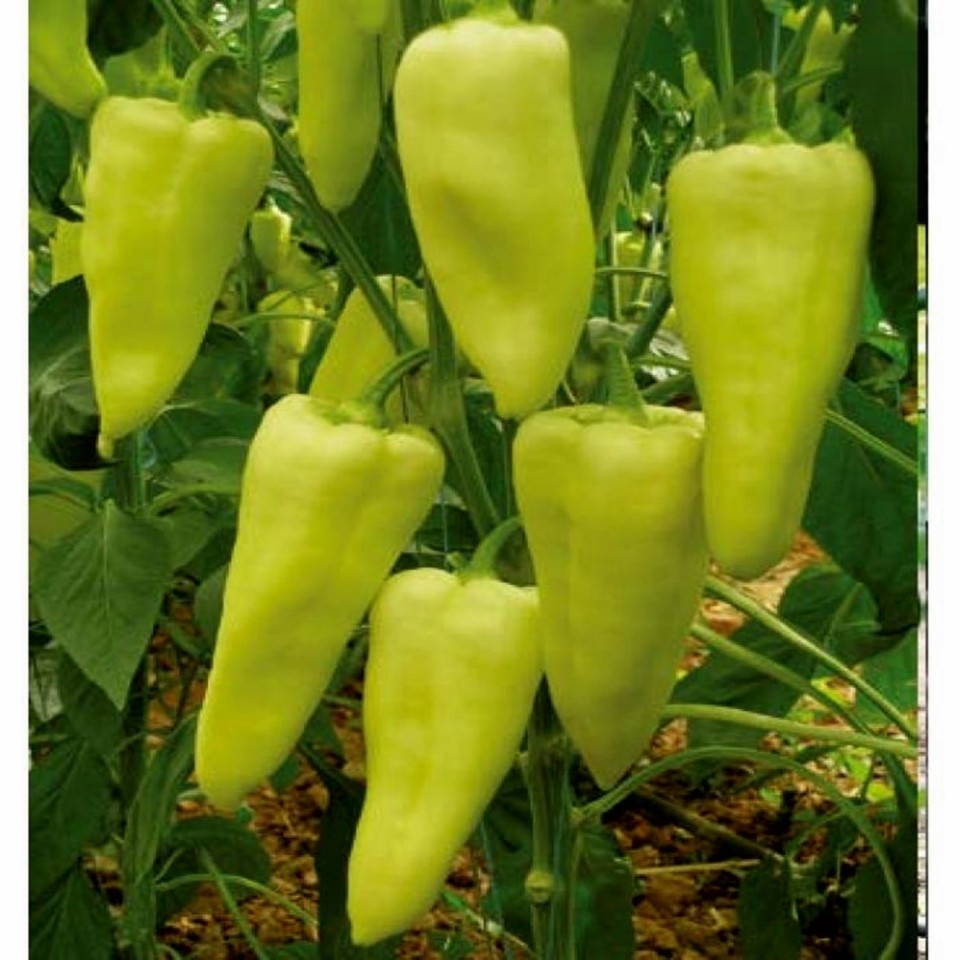 Seminte Ardei Gras - Seminte1 - Pagina 2