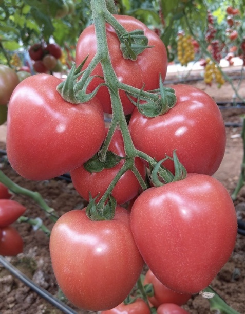 Seminte tomate roz - Seminte1