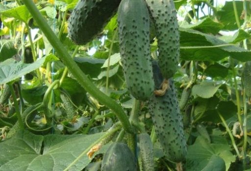 Lenara F1 (250 seminte) castraveti cornichon cu tepi partenocarpic ...