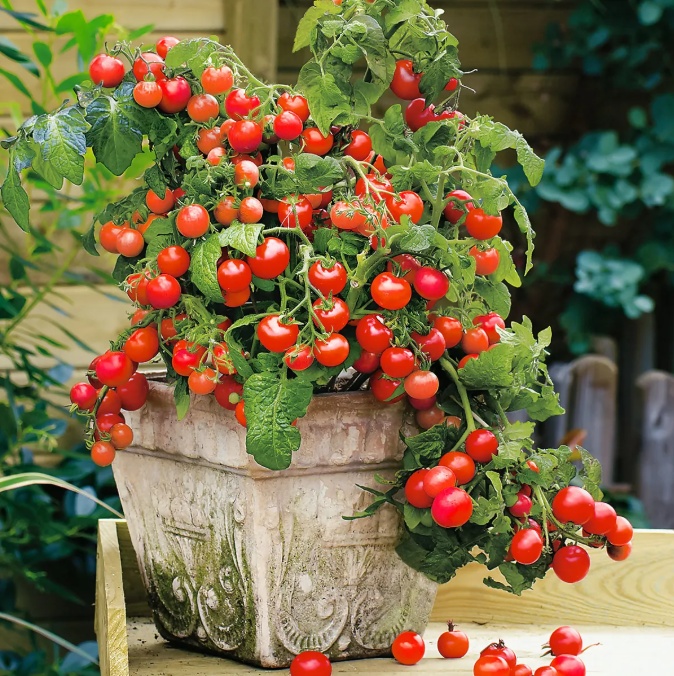 Lizzano F1 (7 seminte) rosii cherry tip cireasa, potrivite pentru ...