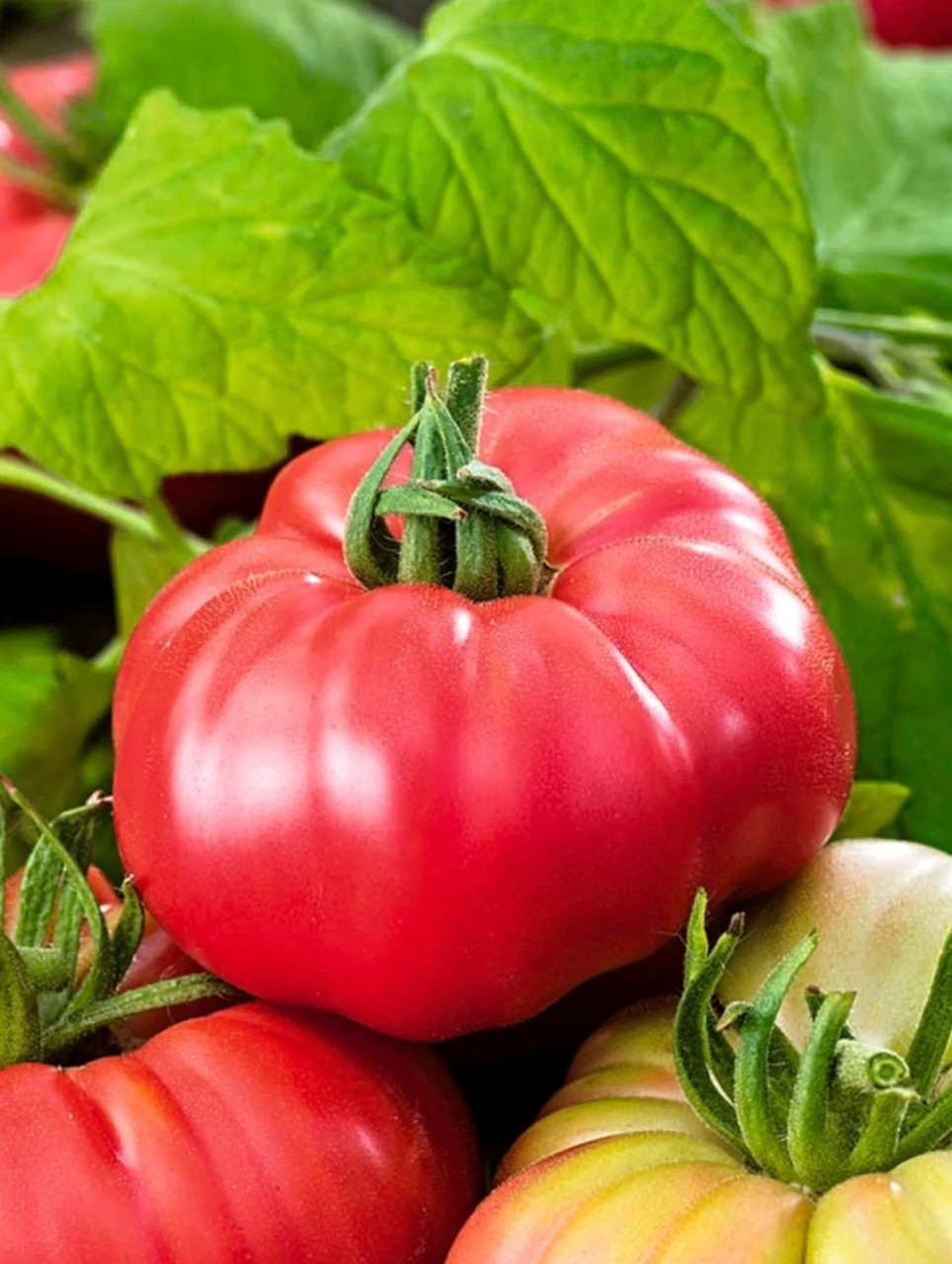 Malinowy Ozarowski (300 seminte) tomate tip Gigant Roz nedeterminate ...