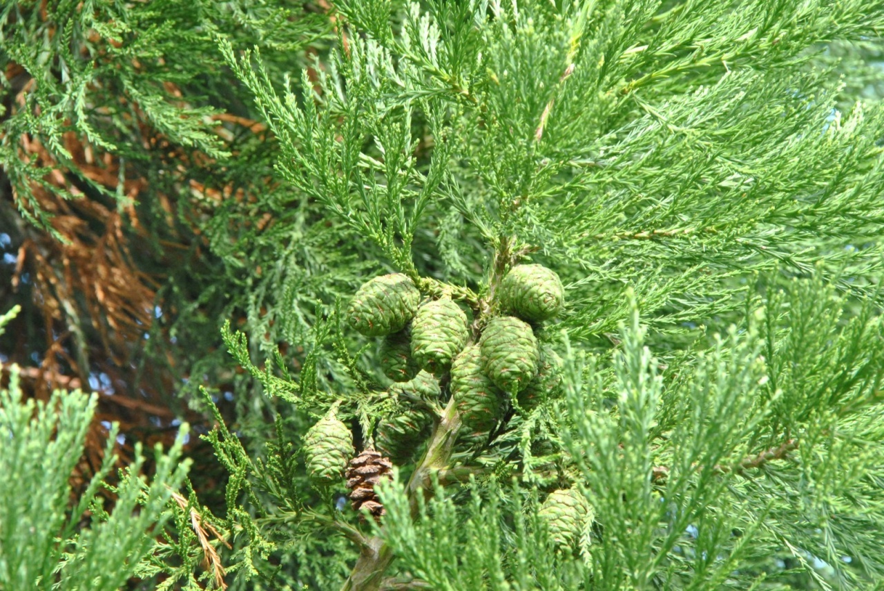 Mountain Sequoia (50 seminte) California Giant Redwood - Sequoiadendron ...