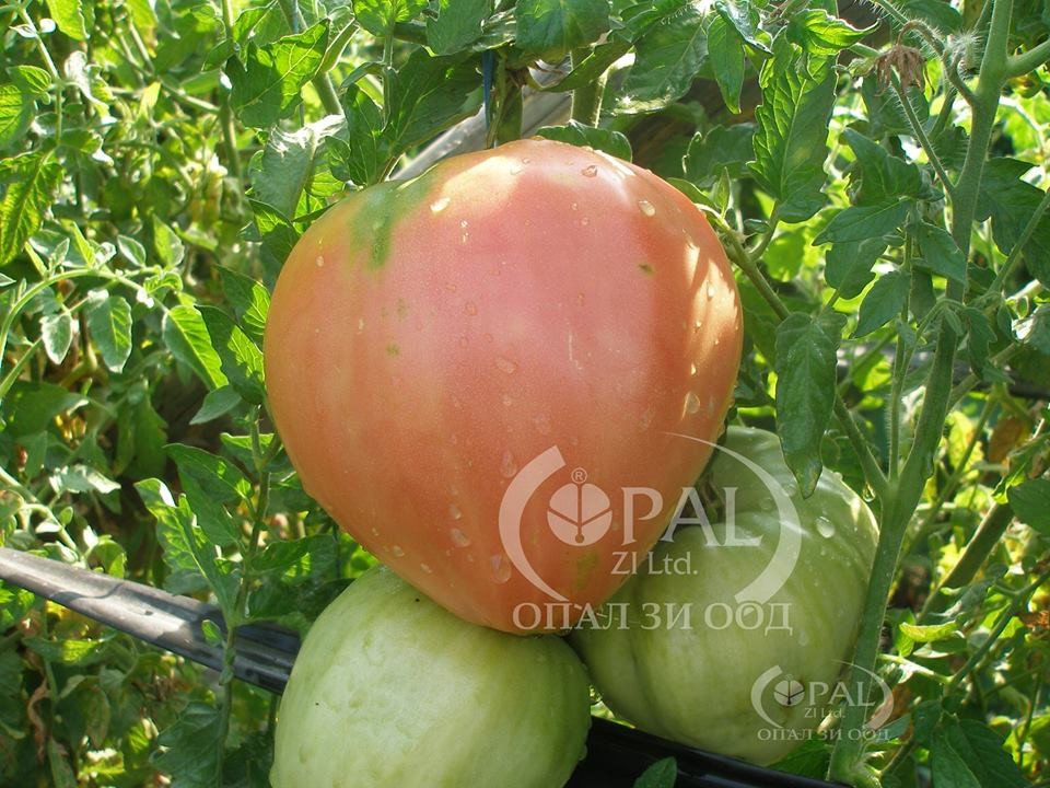 Rosii Gigant Inima de Bivol Roz (0.2 gr), soi nedeterminat, foarte ...