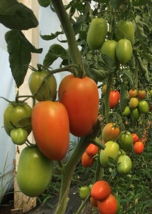 Seminte rosii ovale AX 70-827 F1 (500 seminte), nedeterminate, agroTIP