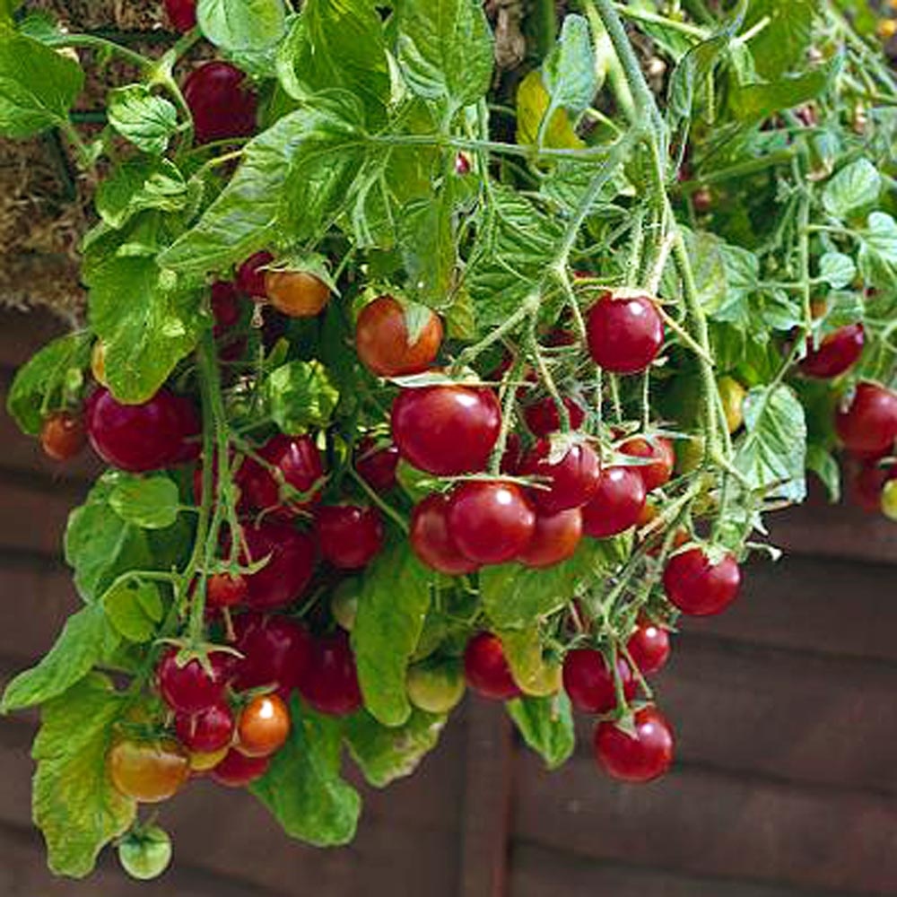 Cherry Cascade (30 seminte) rosii cherry mici, coaja subtire, pentru ghivece, Seklos