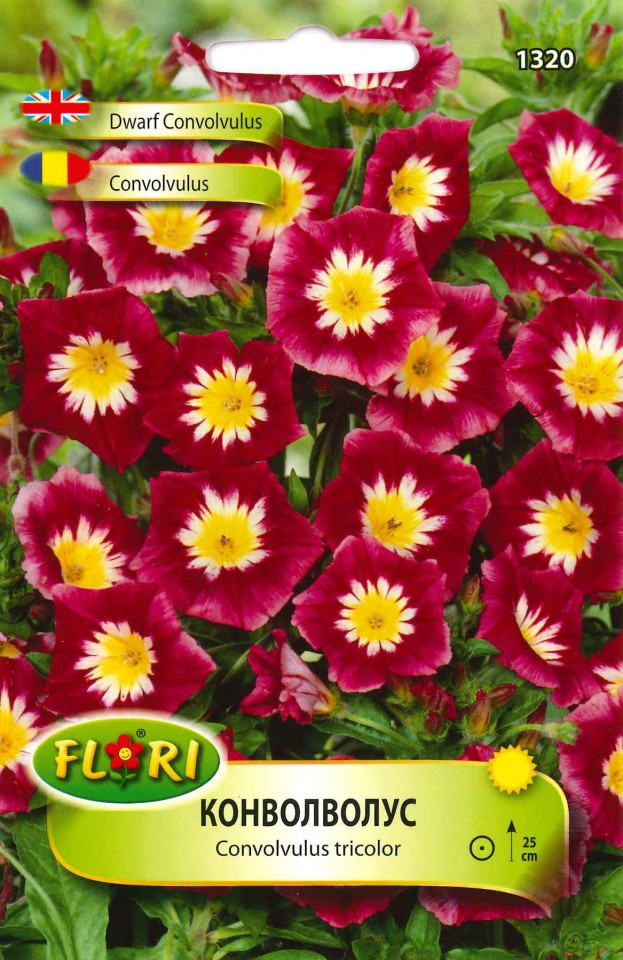 Convolvulus - Seminte flori Convolvulus | Volbura | Rochita-randunicii ...