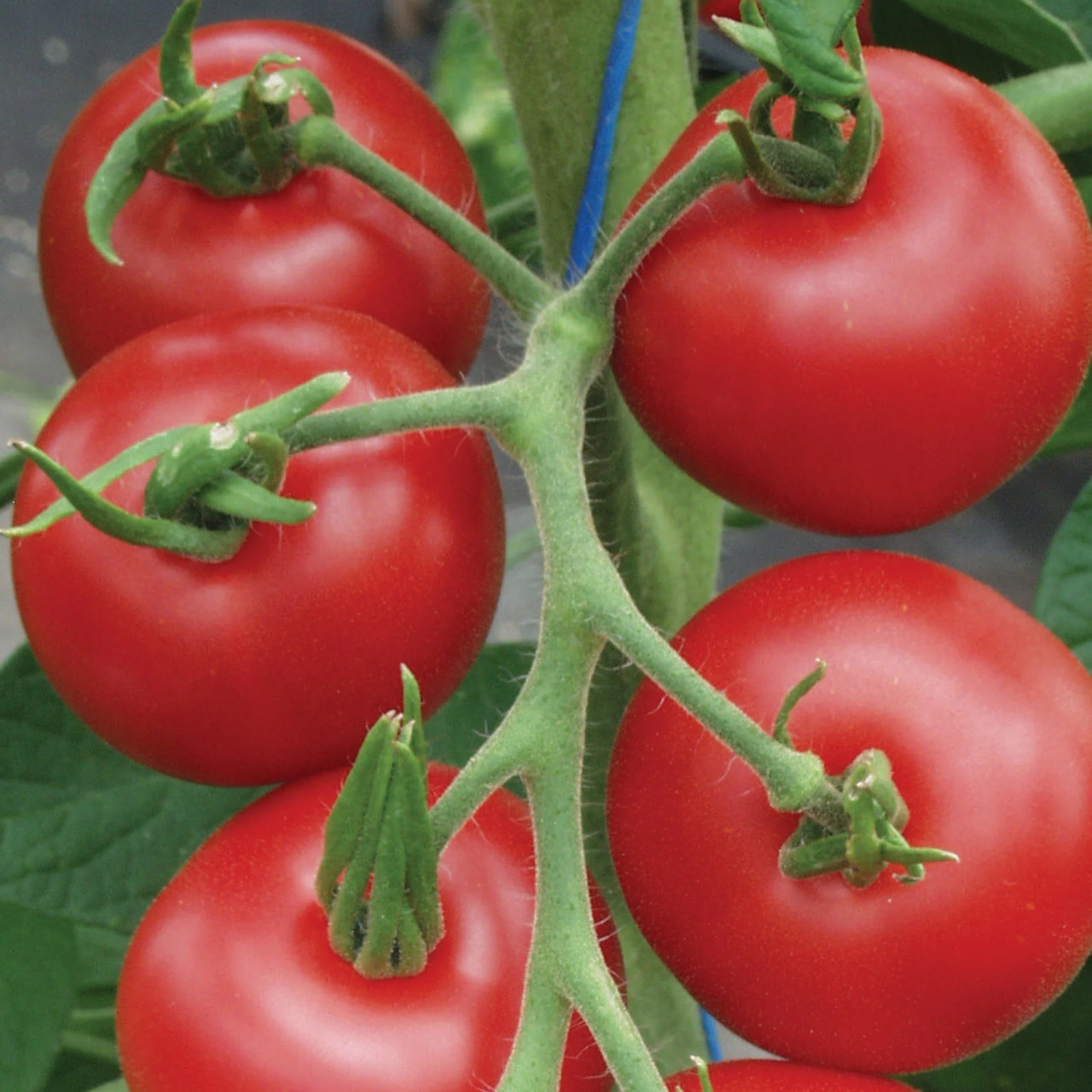 Seminte rosii de gradina - Seminte1