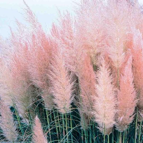 Pampas Plume Pink (1000 seminte) Iarba de Pampas roz, iarba decorativa ...