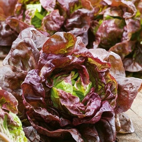 Rosemarry (800 seminte) salata rosie semi-tardiva, capatana mare ...