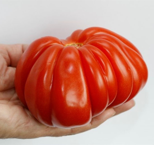 Seminte Rosii Crete - Seminte1