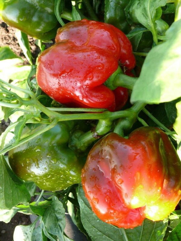 Seminte Ardei Gras - Seminte1 - Pagina 3