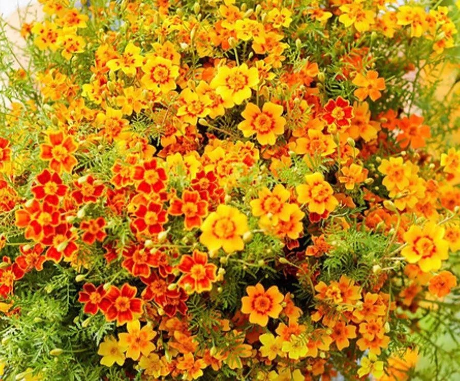 Starfire Mix (0,5 gr) seminte Craite salbatice pitice, amestec de flori ...