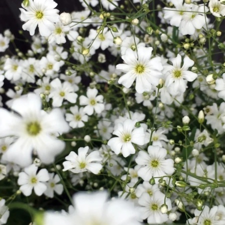 Covent Garden Market (1 gr), seminte planta anuala Floarea Miresei ...