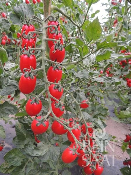 Donatellina BIO (30 seminte) tomate cherry rosii tip Cocktail, ReinSaat