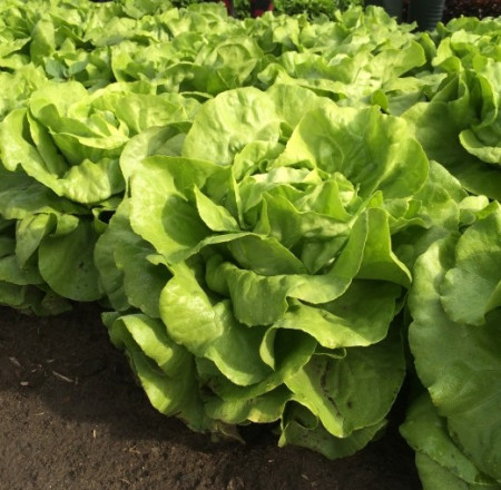 Jolito (1000 seminte) salata de capatana drajate destinata culturilor ...