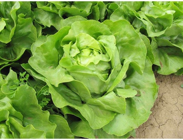 Laruna (2500 seminte) salata cu capatana mare de culoare verde proaspat ...