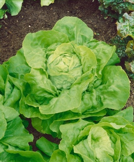 Lento (1 gr) seminte salata verde, capatana compacta, frunze fine, gust ...