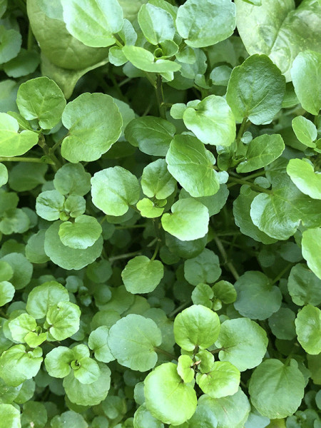 Nasturel Bio (0.2 gr), seminte eco nasturel-creson de apa, Seklos