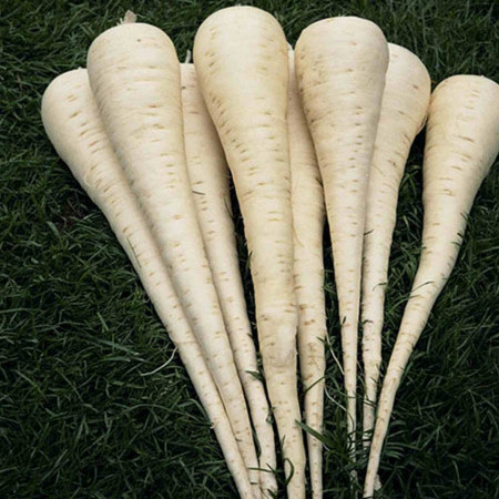 Panorama F1 (10.000 seminte de precizie) pastarnac destinat culturii ...