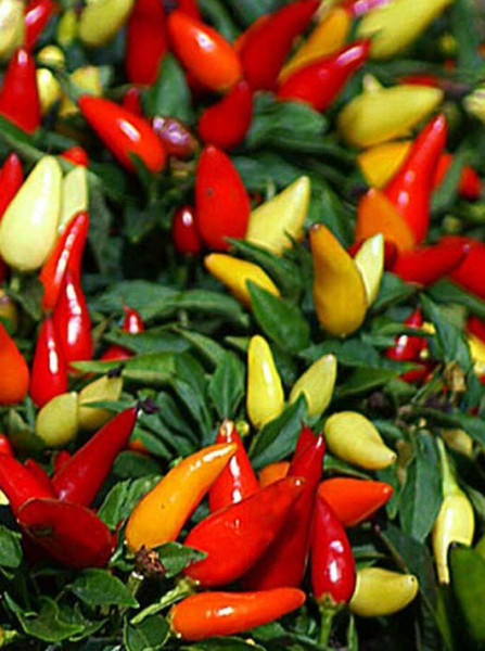 Ardei iute ornamental (30 seminte) de ardei iuti mix intre Foxta si ...