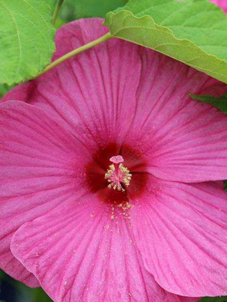 Hibiscus Luna Rose (6 seminte), Hibiscus peren, flori mari, roz, Seklos