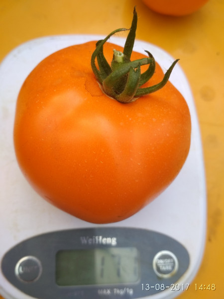 Kelloggs Breakfast (60 seminte) rosii portocalii de culoarea mandarinei ...