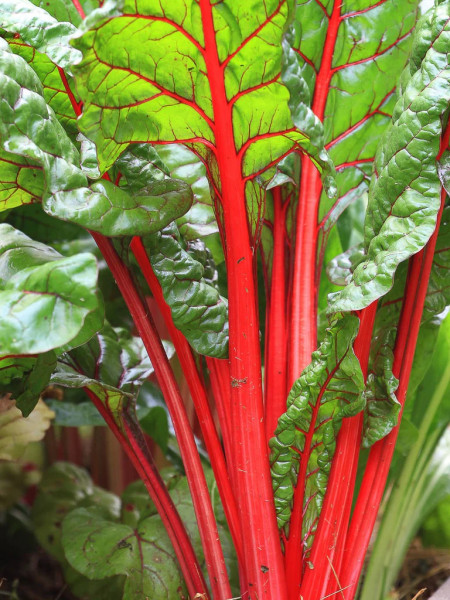 Mangold Magenta Sunset (150 seminte), frunze fine, tulpini rosii, Seklos