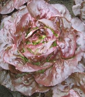 Matrioska (1000 seminte) de salata de capatana de culoare rosie ce se ...