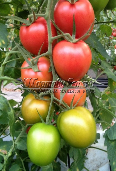 Rozabella (70 seminte) tomate Roze cu Crestere nedeterminata Soi ...