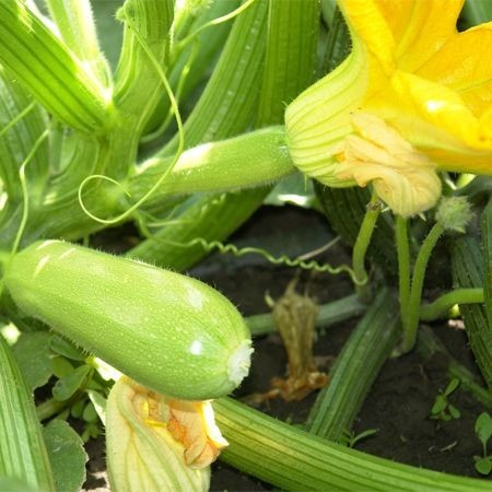 Scilly F1 (1000 seminte) dovlecel verde deschis, Seminis