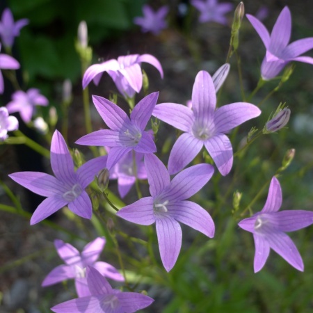 Spreading Bellflower (800 seminte) Campanula Patula, flori albastre ...