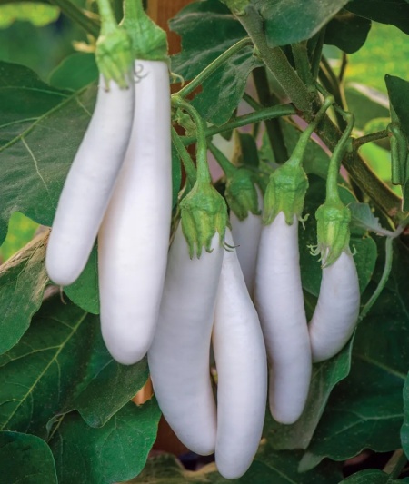 White Knight F1 (10 seminte) vinete albe timpurii, fructe cilindrice ...