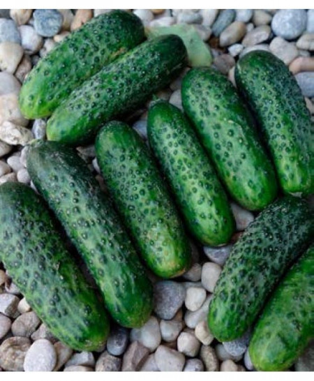 ATIK F1 (1000 seminte) castraveti, Bejo