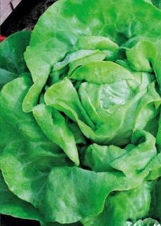 Capatana Maslinie (1800 сeminte) de salata soi timpuriu de iarna, bulgaresc