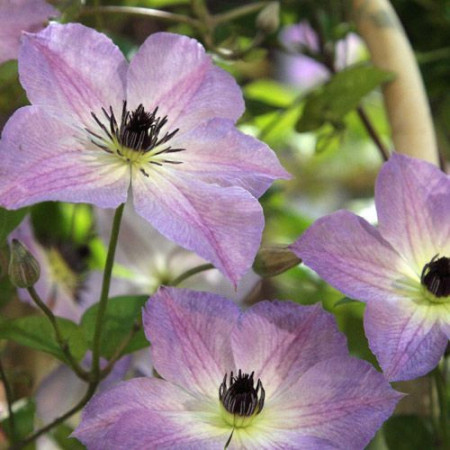 Clematite Morning Sky (1.5 m in ghiveci de 2 L) tufa ornamentala ...