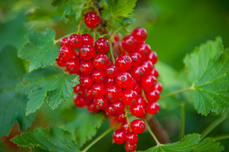 Coacaz rosu Ribes rubrum (1 butas in ghiveci 2 l), butasi de coacaze ...