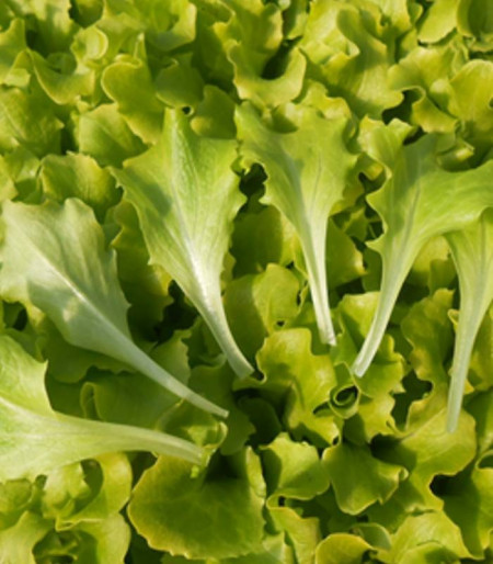 ISI 43490 (1000 seminte) de salata tip baby leaf ideala pentru consumul ...