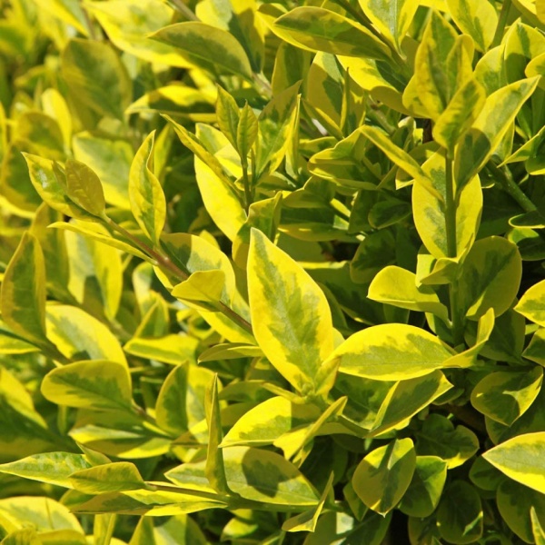 Ligustrum ovalifolium Aureum (ghiveci 1,5 l), lemn cainesc auriu