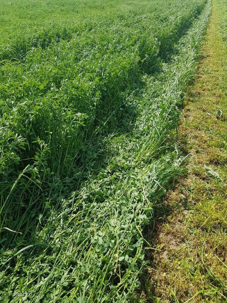 Lucerna Pomposa C2 (25 kg), seminte de lucerna inoculata cu Rhizobium ...