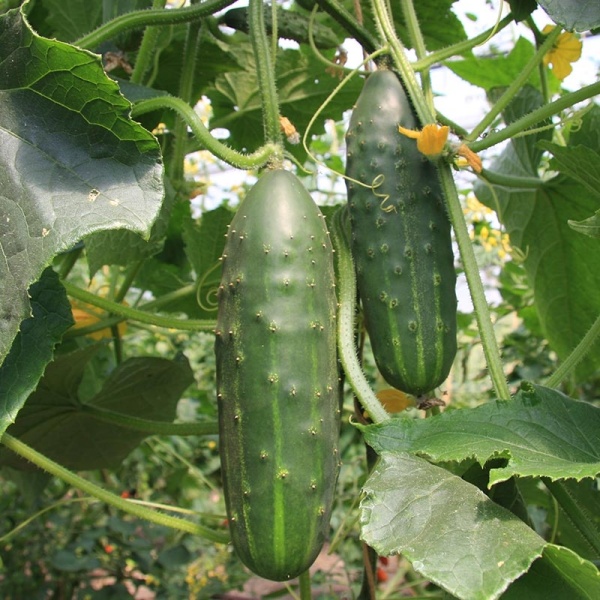 Marketmore BIO (30 seminte) castraveti semilungi BIO, soi pentru salata ...