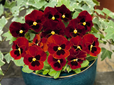 Panselute Evening Sun (0.15 gr) seminte de panselute rosii, Horti Tops