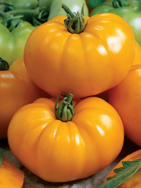 Rosii Yellowstone (60 seminte), seminte de rosii galbene carnoase si ...