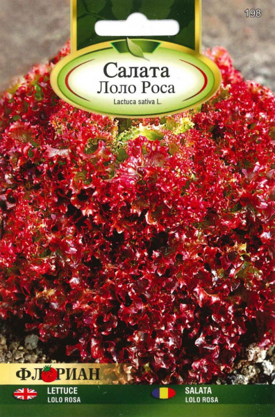 Salata LOLLO ROSSA - 2 gr - Seminte de Salata Soi semitimpuriu Florian ...