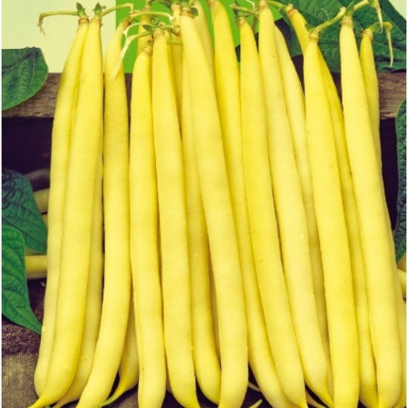 Seminte fasole pitica galbena Tambora (40 gr) Agrosem