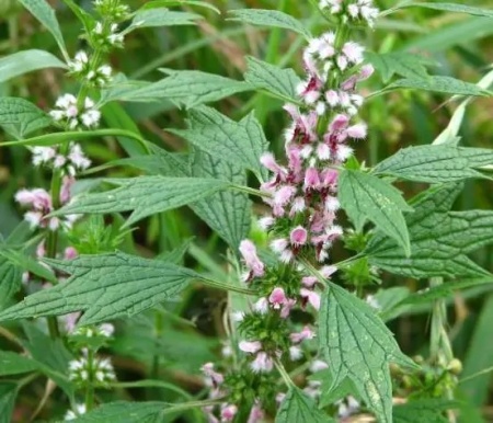 Talpa Gastei (100 gr) seminte planta perena medicinala si melifera ...