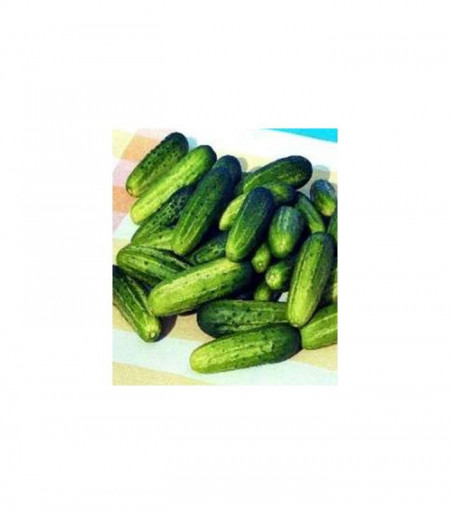 Advance F1 (250 seminte) castraveti cornichon flori predominant femele ...