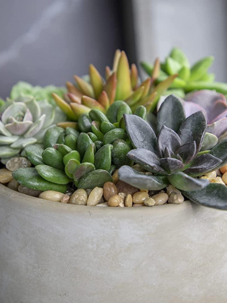 Amestec plante Suculente (7 seminte) mici plante decorative, usor de ...