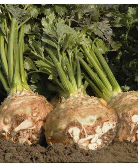 Balena F1 (10.000 seminte) telina radacina cu foliaj compact si bine ...