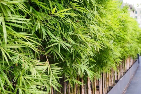 Bambus Calcutta (50 seminte) Calcutta Bamboo - Dendrocalamus strictus ...