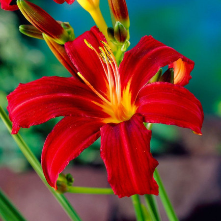 Crin Hemerocallis Crimson Pirate (ghiveci 1,5 L), crin de o zi cu flori ...